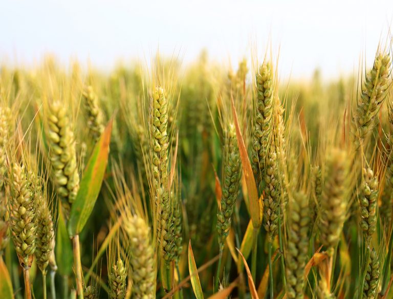 Crop receipts go live across Ukraine | Global Trade Review (GTR)