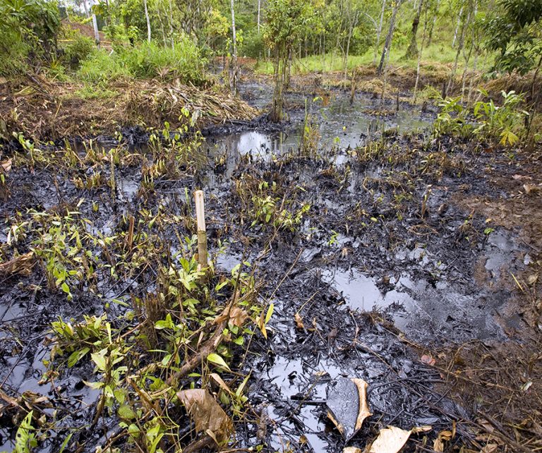 Majority of California oil imports sourced from Amazon rainforest ...